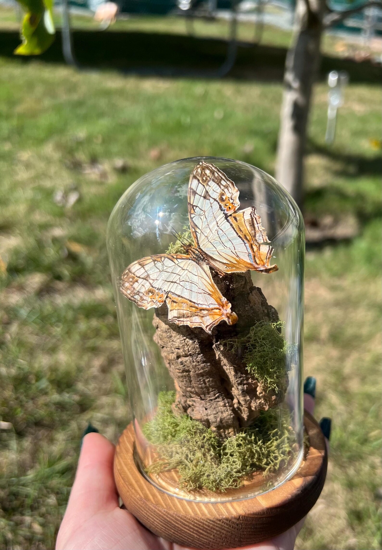Hawk Moth Coffin Terrarium - Etsy