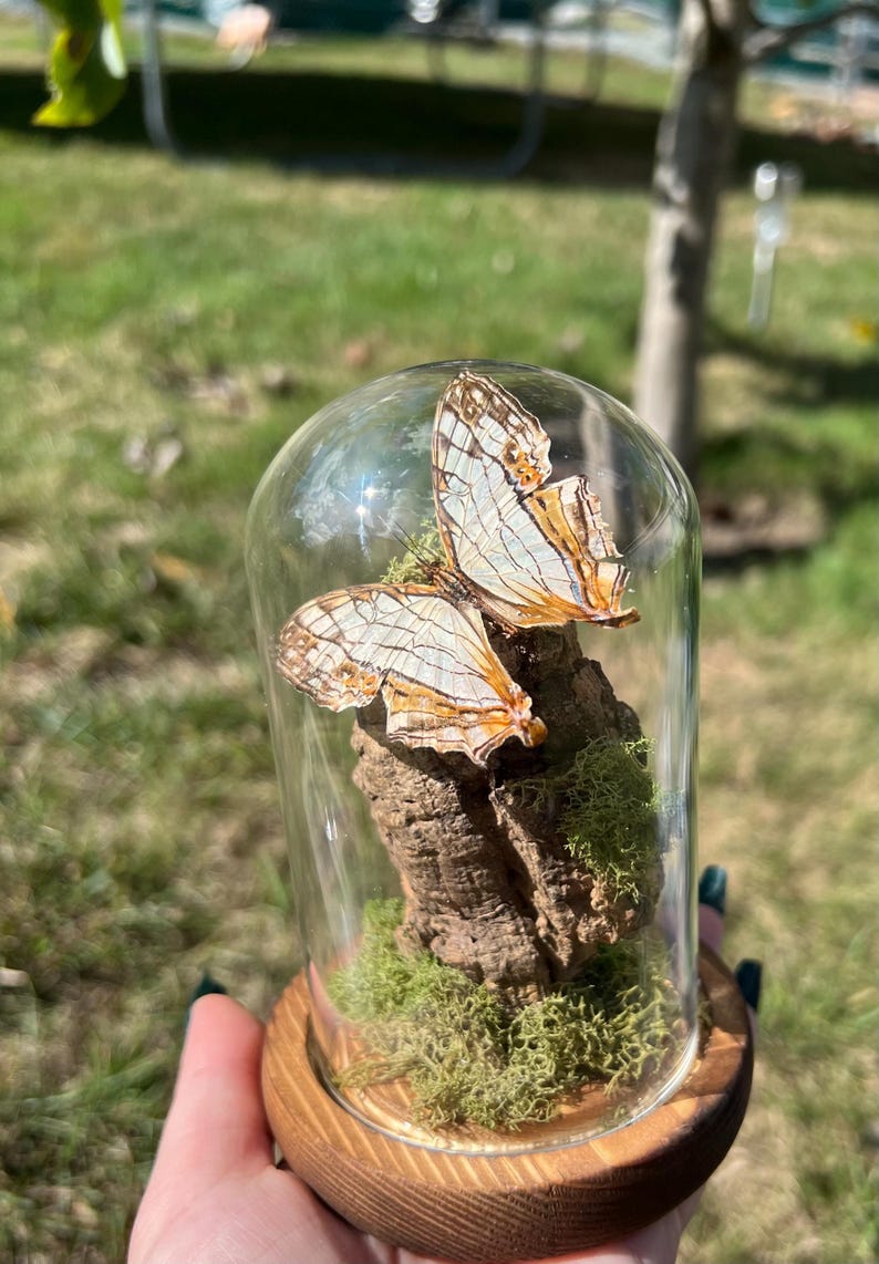 Hawk Moth Coffin Terrarium - Etsy