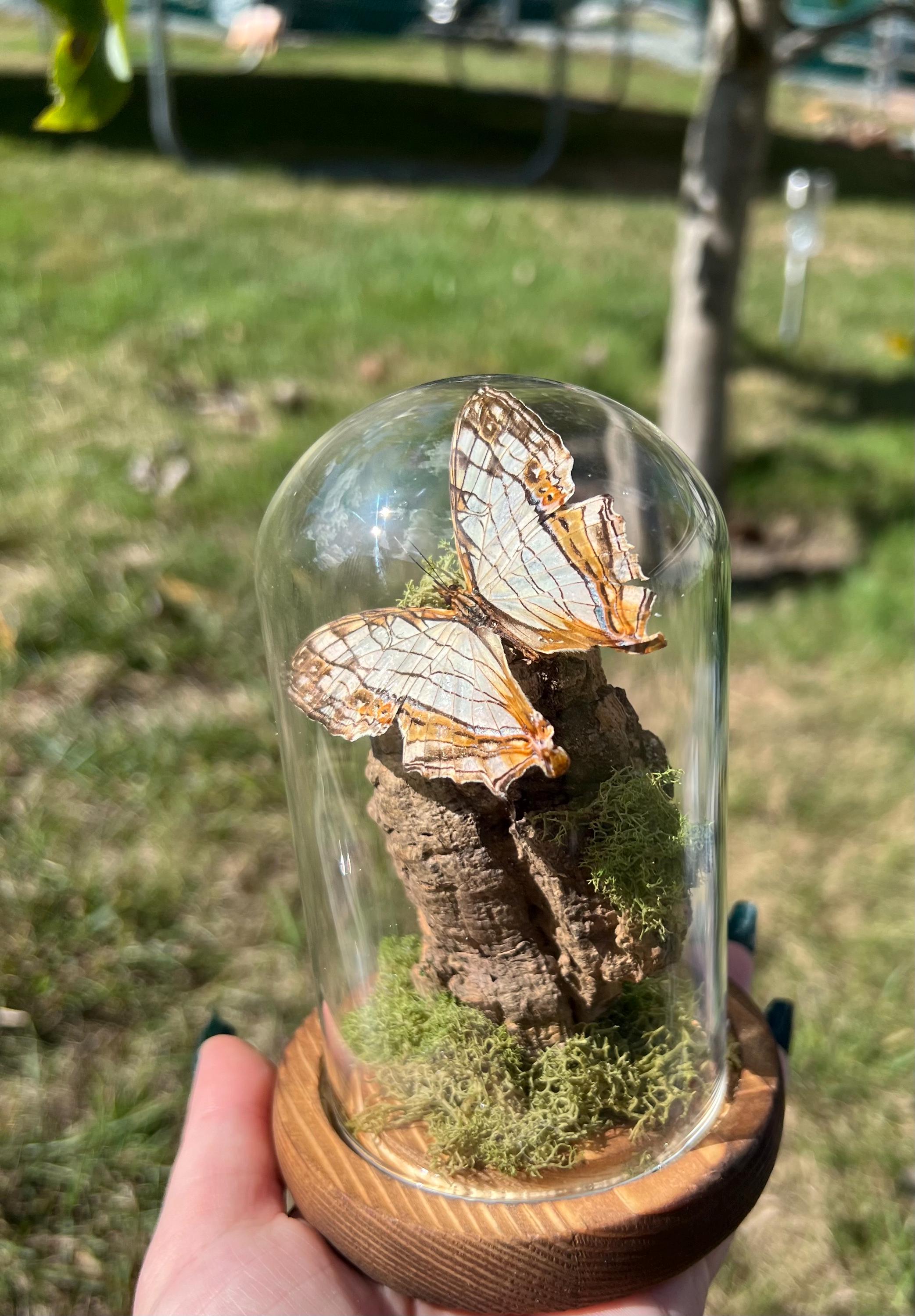 Hawk Moth Coffin Terrarium - Etsy