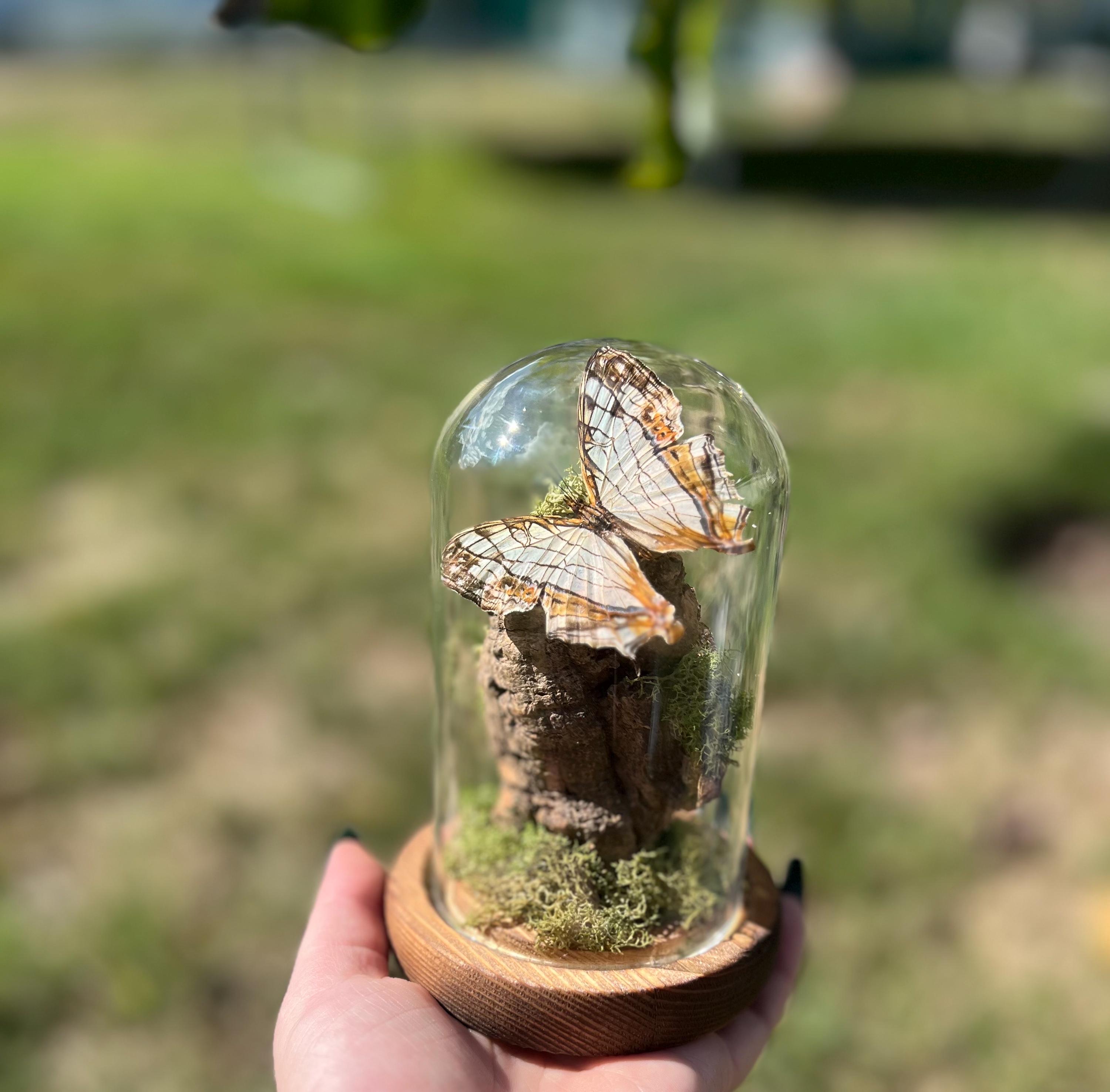 Hawk Moth Coffin Terrarium - Etsy