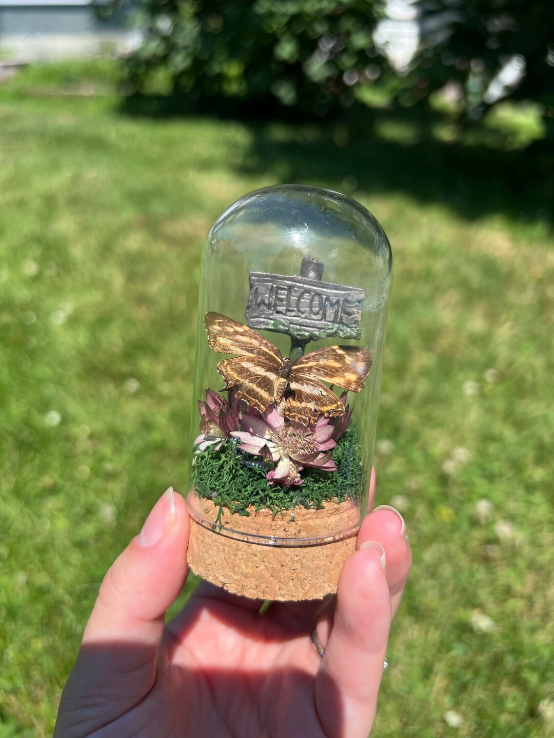 Common Jester Mini Dome - Etsy