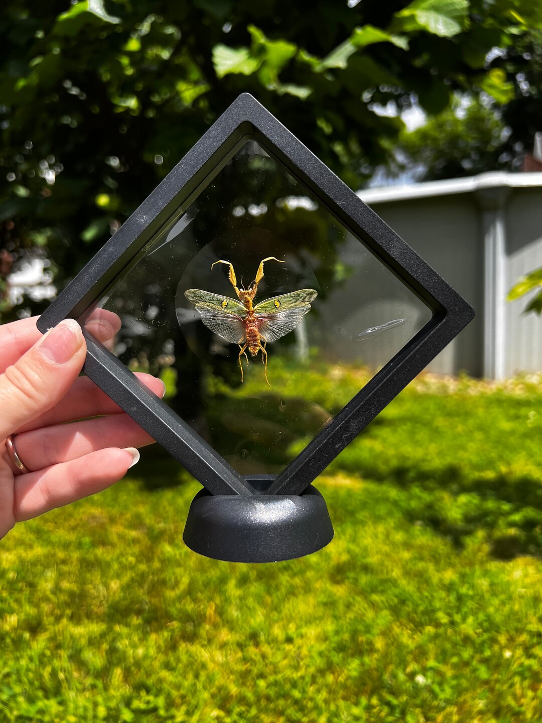 Jeweled Flower Mantis 3D Frame - Etsy