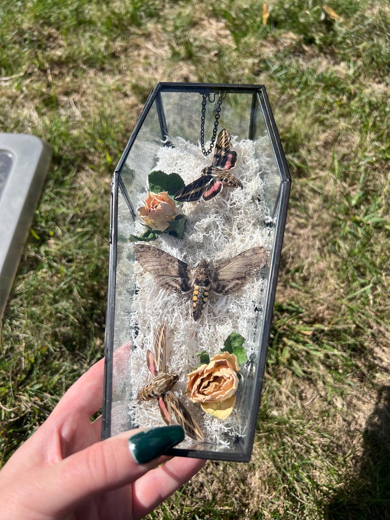 Hawk Moth Coffin Terrarium - Etsy