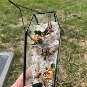 Hawk Moth Coffin Terrarium - Etsy