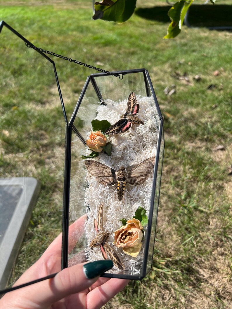 Hawk Moth Coffin Terrarium - Etsy