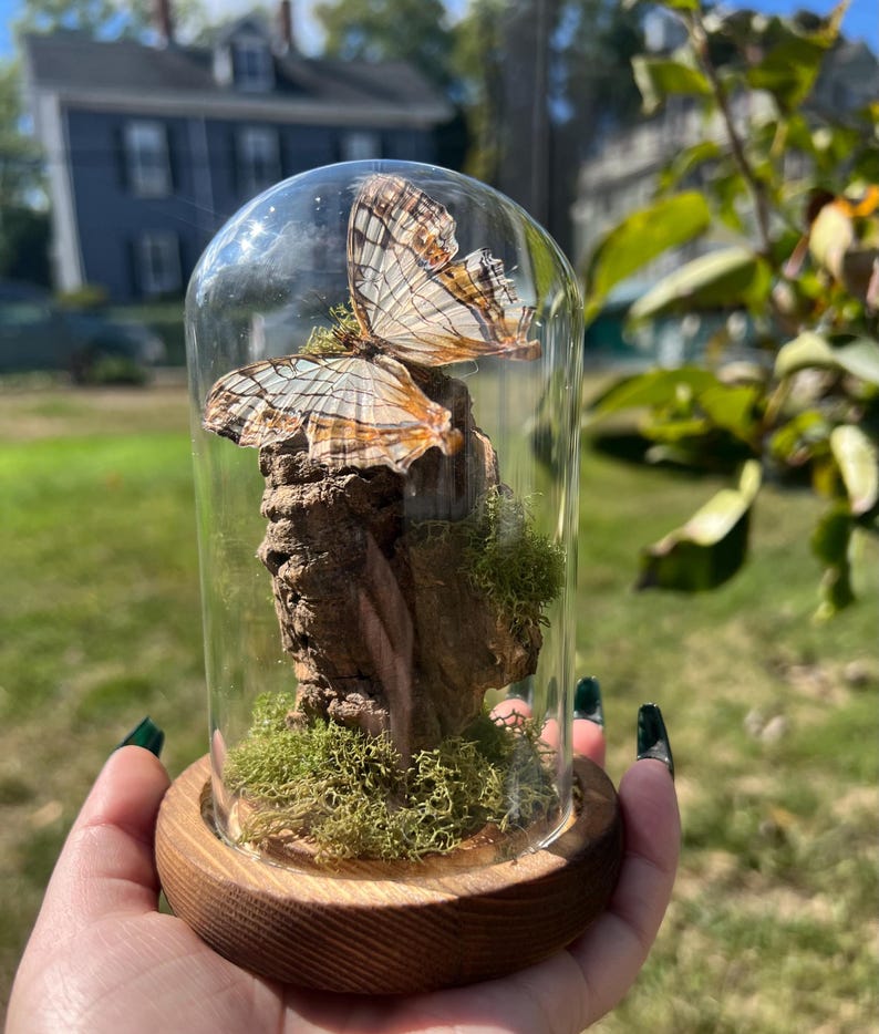 Hawk Moth Coffin Terrarium - Etsy