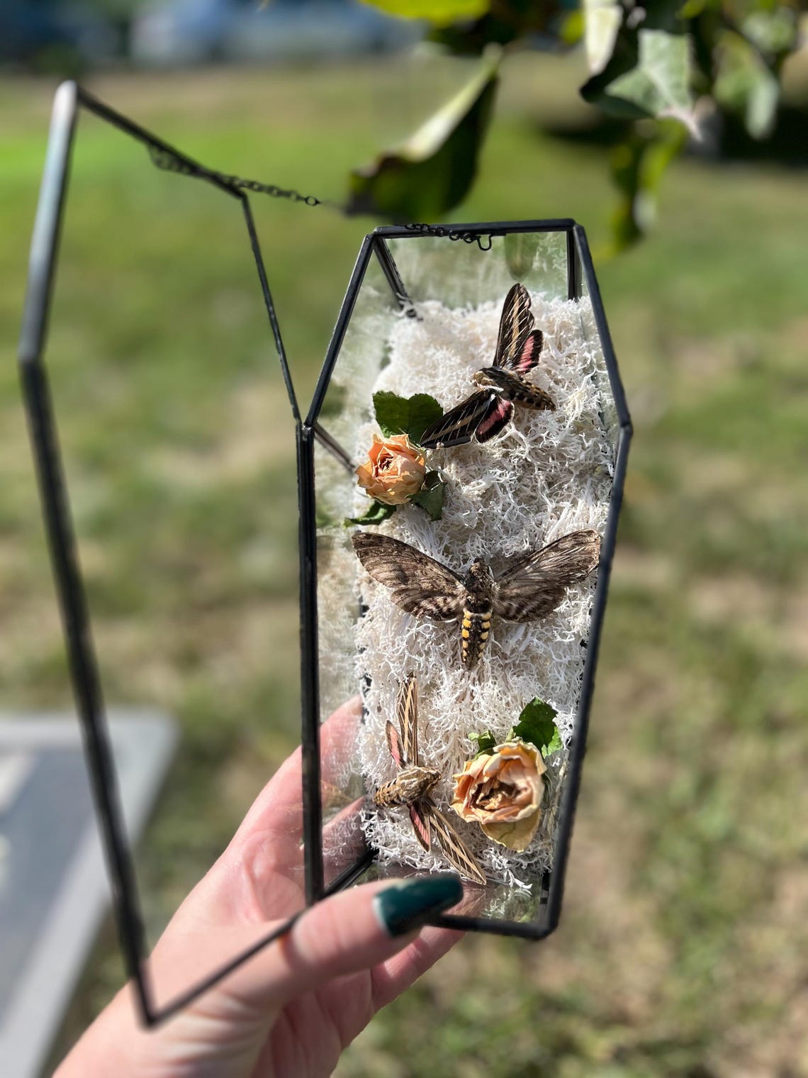 Hawk Moth Coffin Terrarium - Etsy