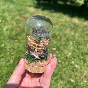 Common Jester Mini Dome - Etsy