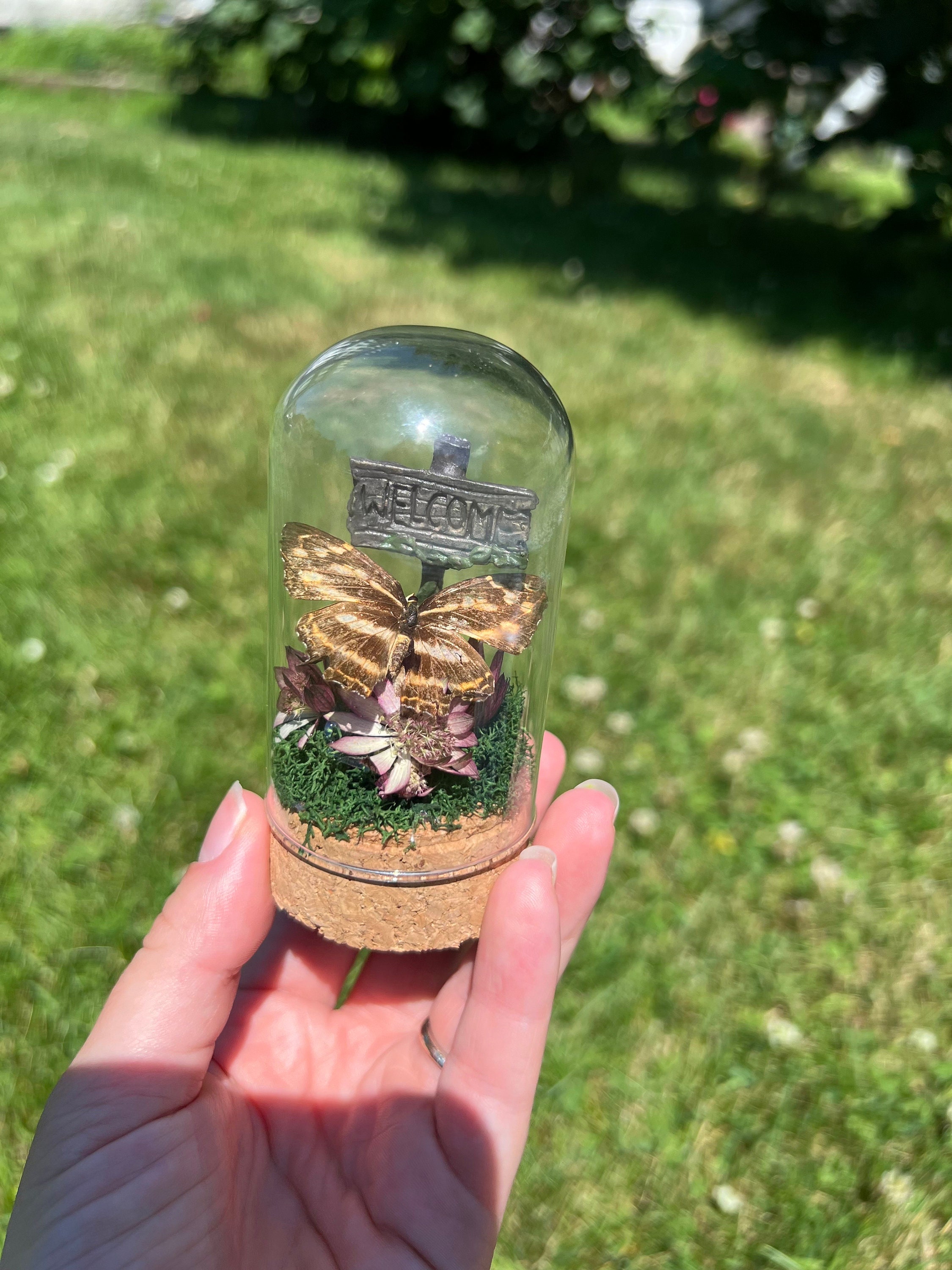 Common Jester Mini Dome - Etsy