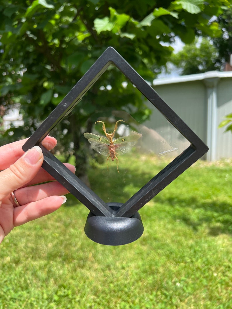 Jeweled Flower Mantis 3D Frame - Etsy