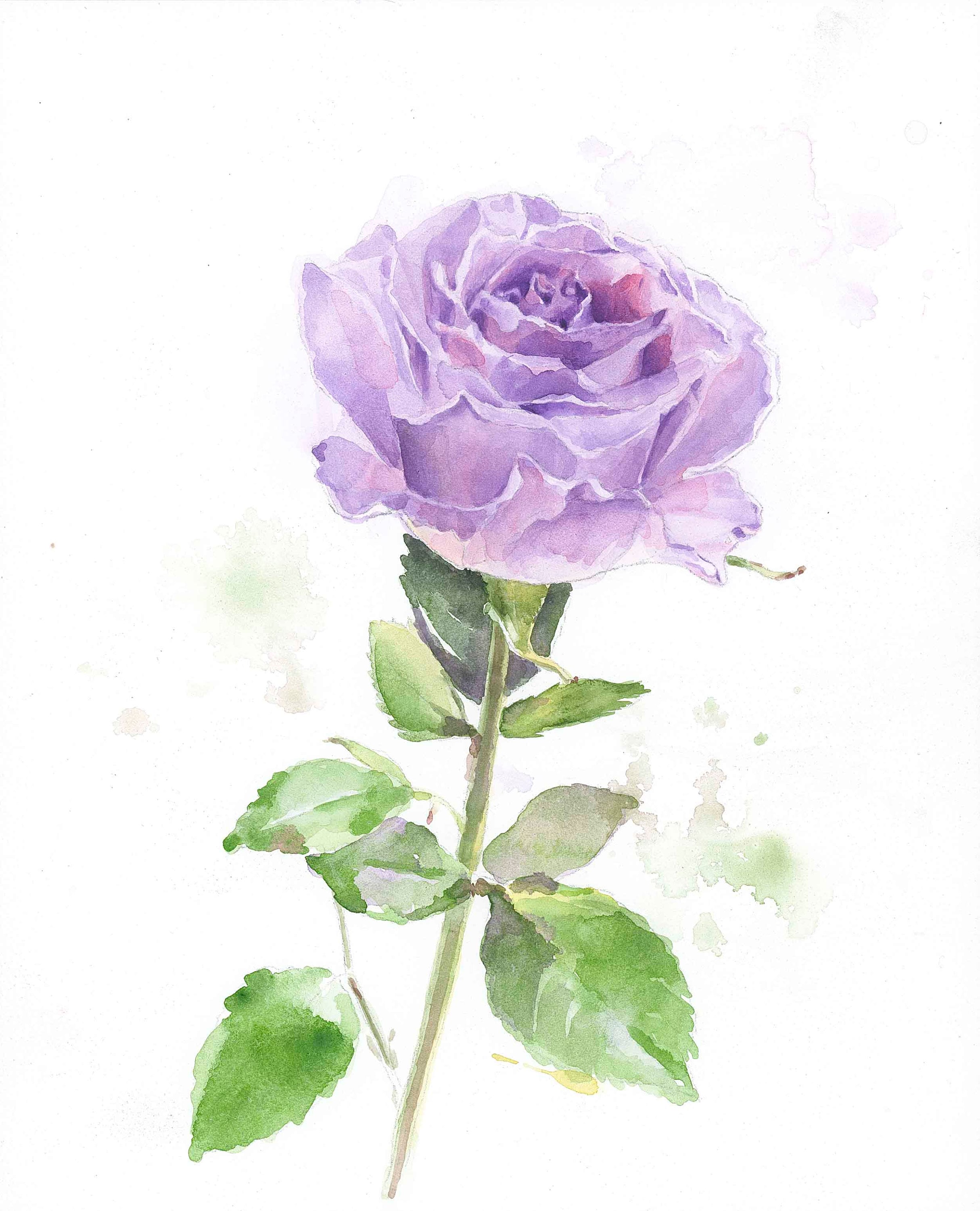 Purple Rose Drawing