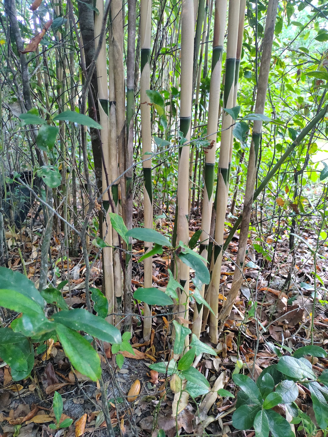 Tonkin Cane Tea Stick Bamboo Pseudosasa Amabilis Fish Pole Root RHIZOME ...