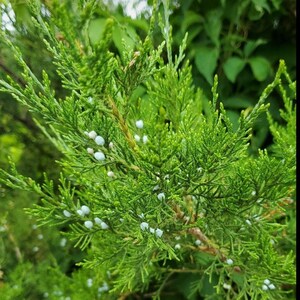 Red Eastern Cedar Cuttings for Rooting or for Arts and Crafts, Floral ...