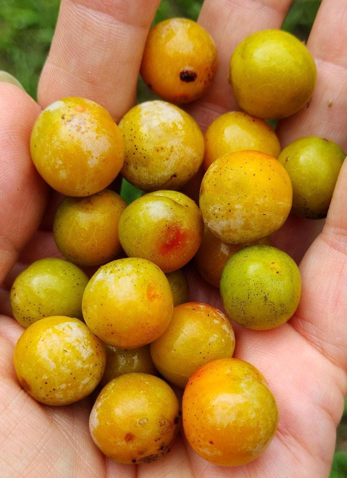 Chickasaw Plum Tree.. Prunus Angustifolia Edible Fruits Cherokee Plum ...