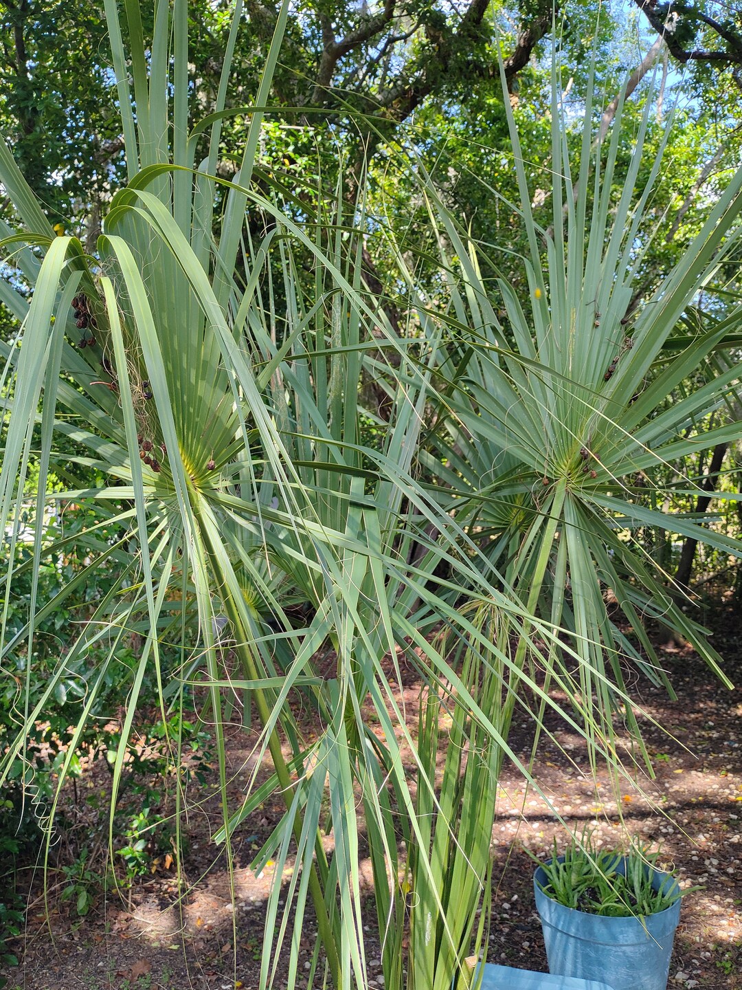 Sabal Palm Tree Cabbage Palm 3 Gallon Cold Hardy - Etsy