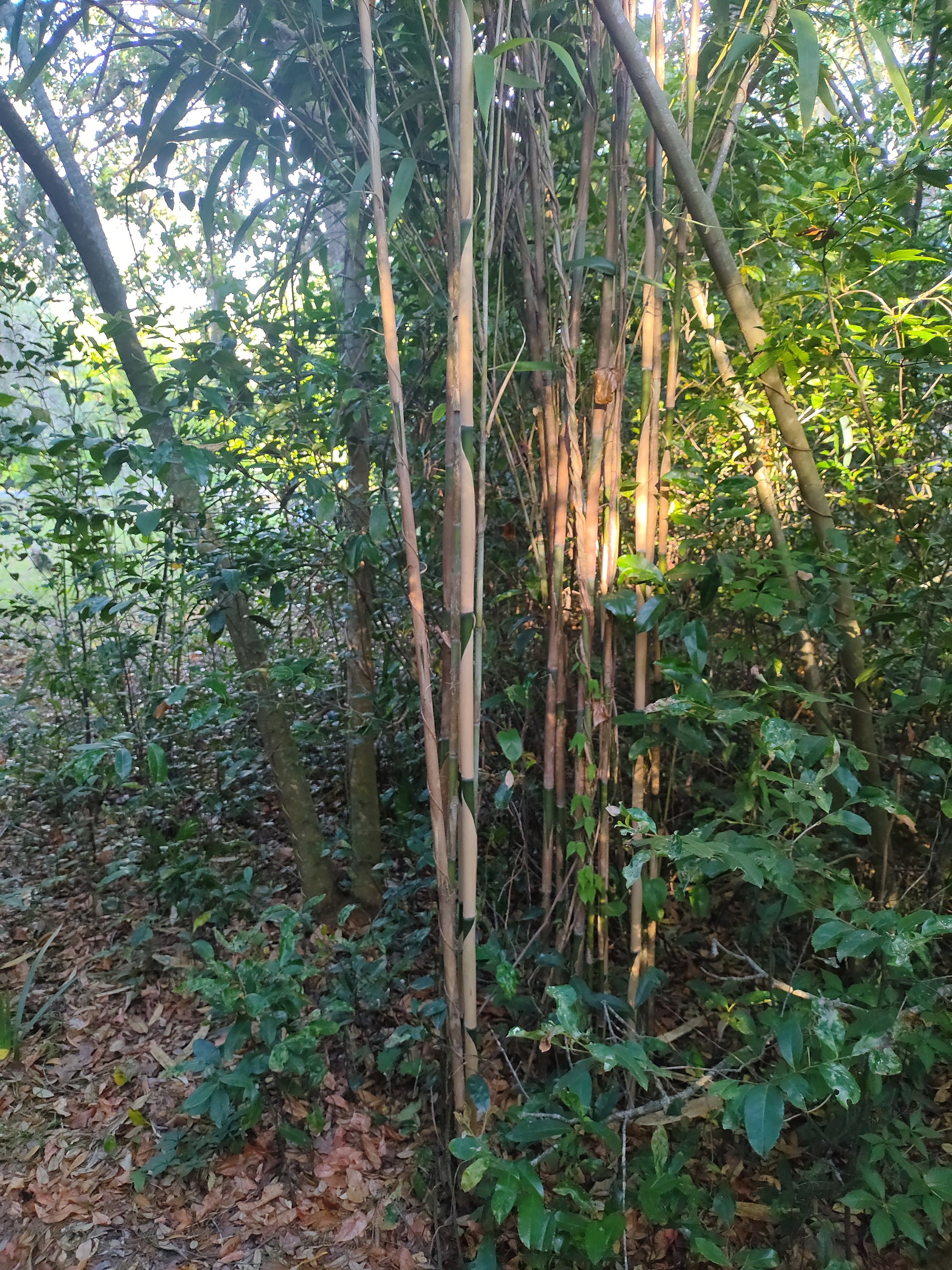 Tonkin Cane Tea Stick Bamboo Pseudosasa Amabilis Fish Pole Root RHIZOME ...