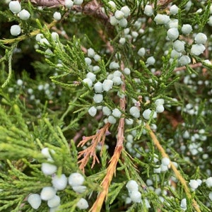 Red Eastern Cedar Cuttings for Rooting or for Arts and Crafts, Floral ...