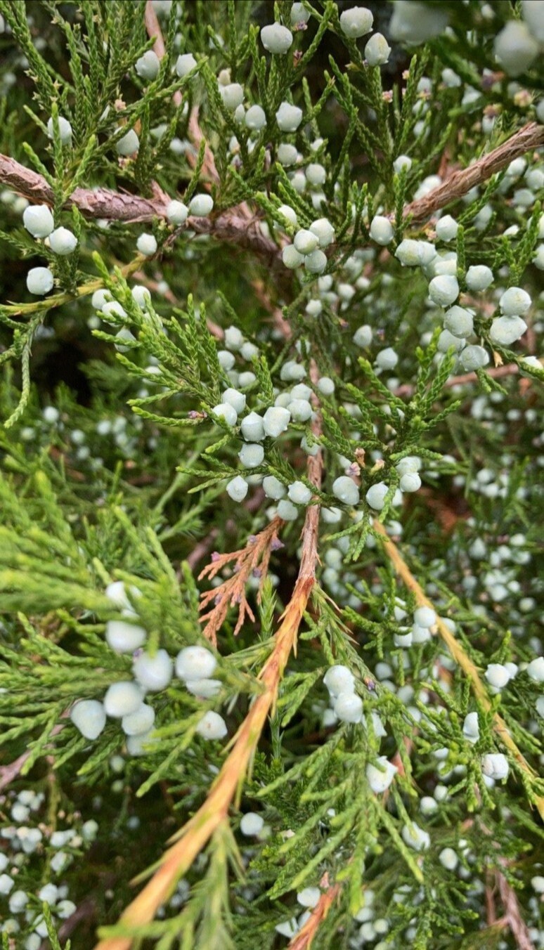Red Eastern Cedar Cuttings for Rooting or for Arts and Crafts, Floral ...