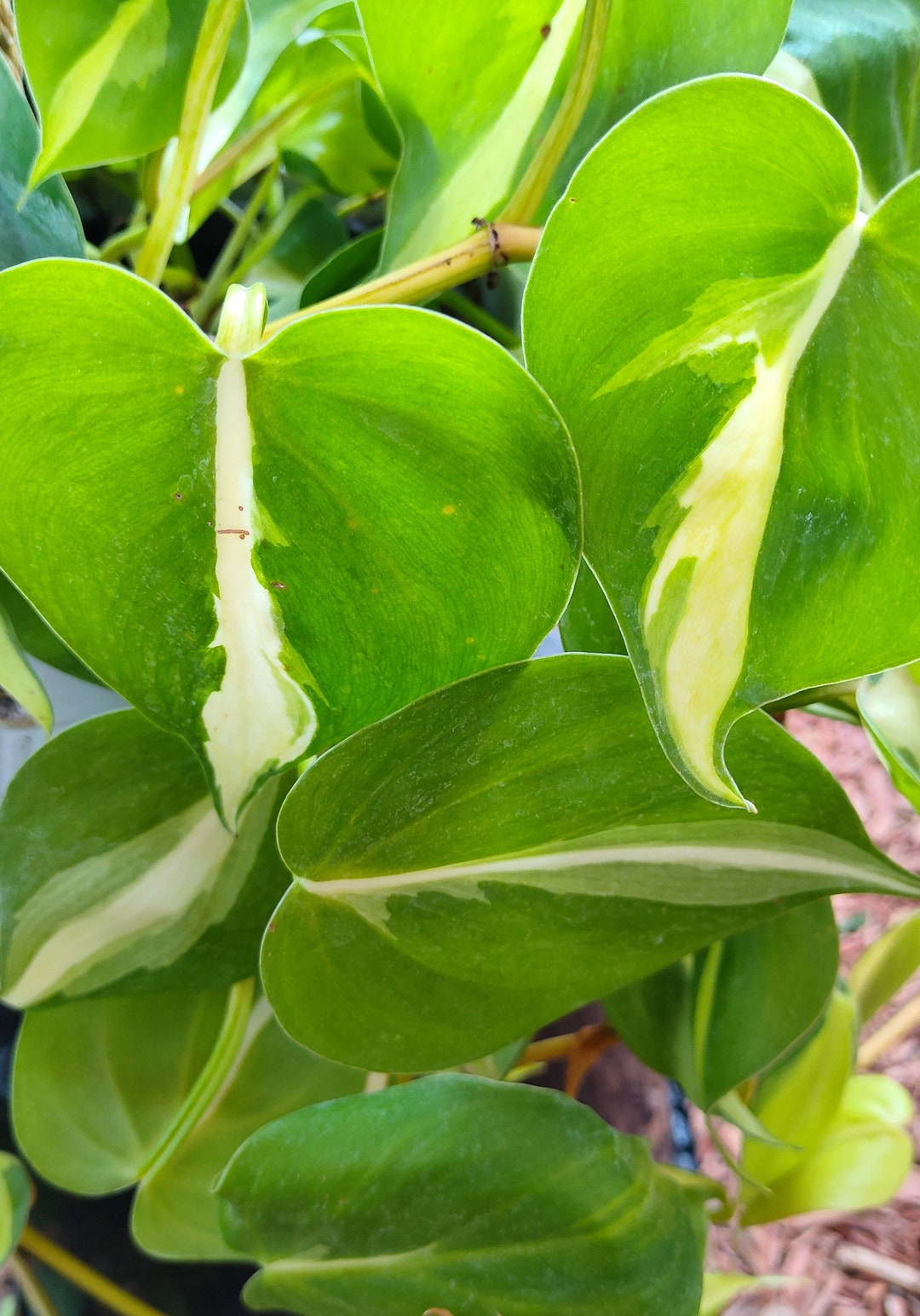 Brasil Philodendron Hederaceum Rare Houseplant Brazil Pothos - Etsy