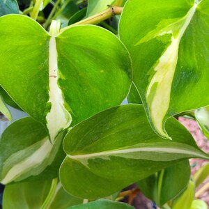 Brasil Philodendron Hederaceum Rare Houseplant Brazil Pothos - Etsy