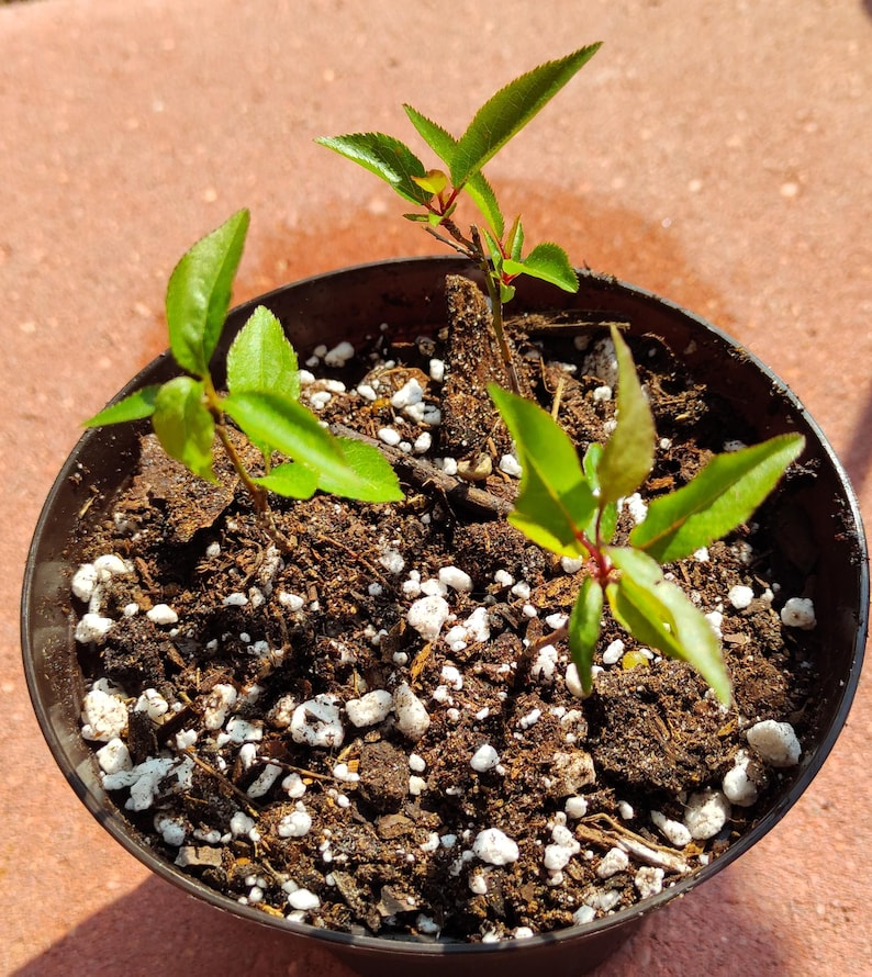 Chickasaw Plum Tree.. Prunus Angustifolia Edible Fruits Cherokee Plum ...