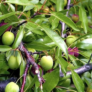 Chickasaw Plum Tree.. Prunus Angustifolia Edible Fruits Cherokee Plum ...