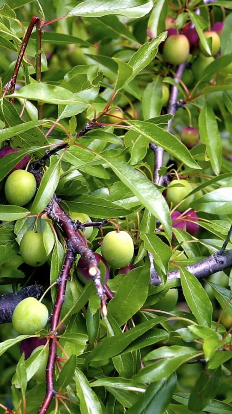 Chickasaw Plum Tree.. Prunus Angustifolia Edible Fruits Cherokee Plum ...