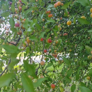 Chickasaw Plum Tree.. Prunus Angustifolia Edible Fruits Cherokee Plum ...