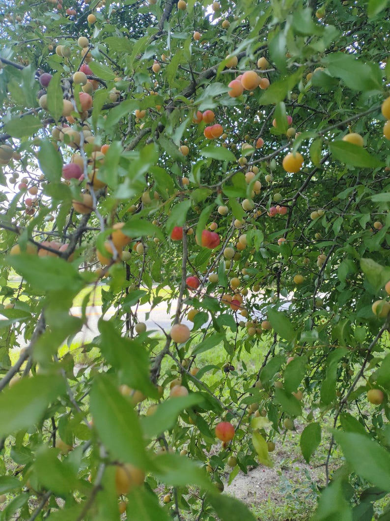 Chickasaw Plum Tree.. Prunus Angustifolia Edible Fruits Cherokee Plum ...