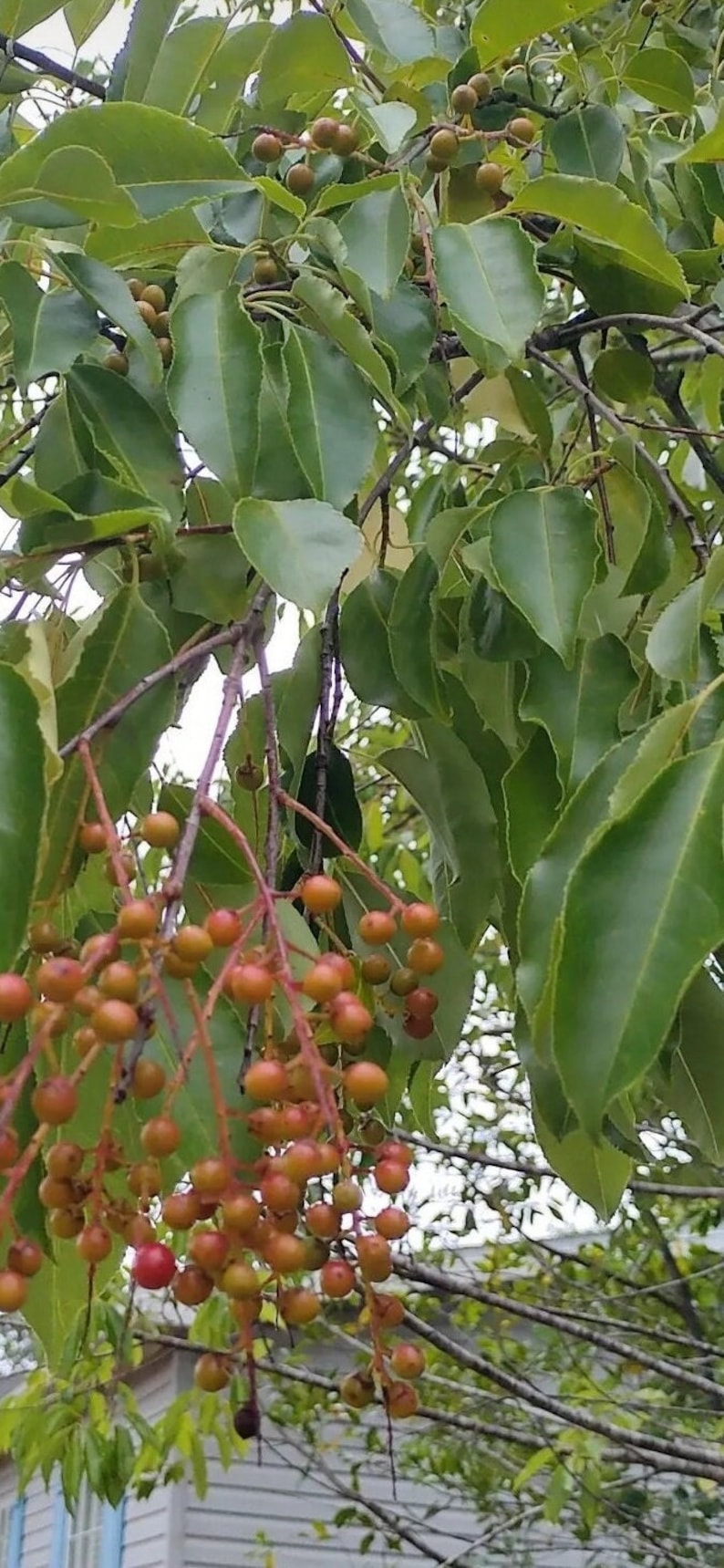 Prunus Serotina Wild Black Cherry Tree Edible Fruits Hardy Fast Growing ...