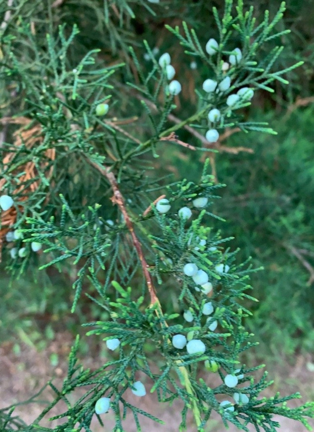 Red Eastern Cedar Cuttings for Rooting or for Arts and Crafts, Floral ...