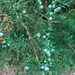 Red Eastern Cedar Cuttings for Rooting or for Arts and Crafts, Floral ...