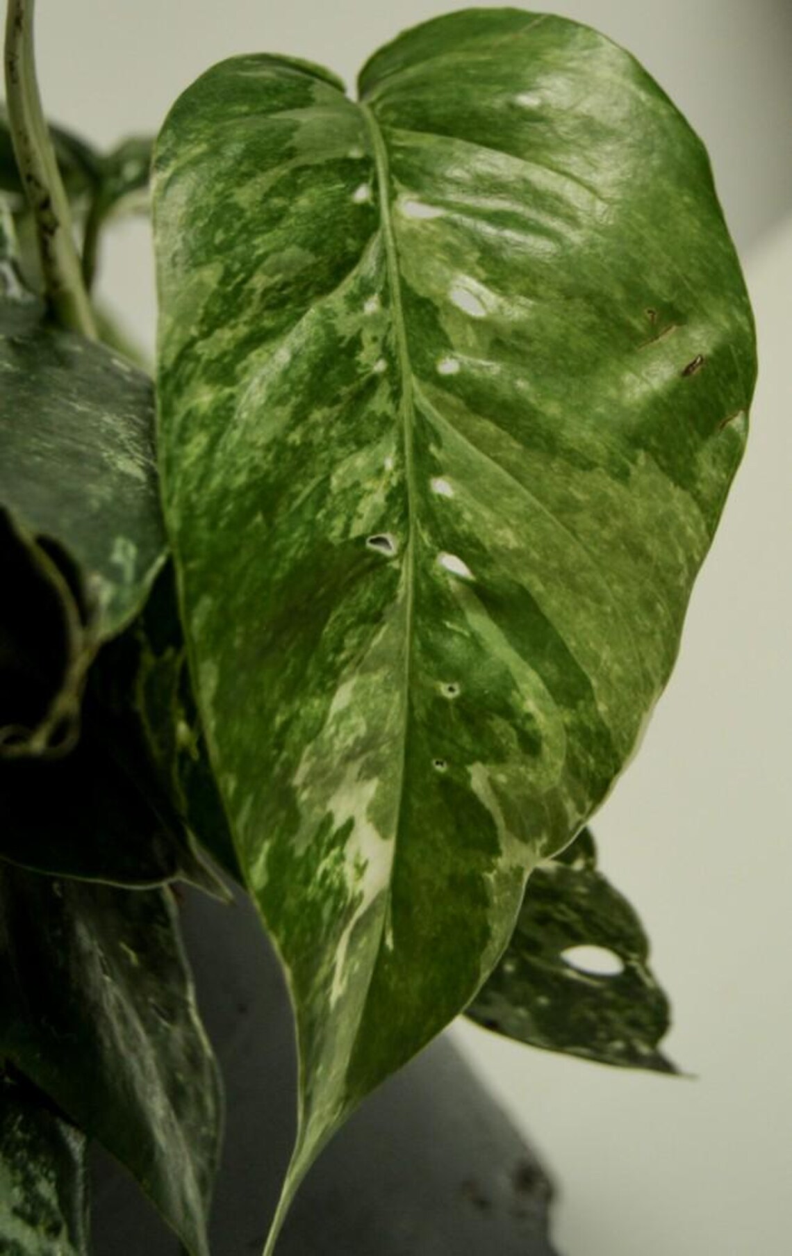 Albo Pothos Variegated Epipremnum Pinnatum Rare Live Houseplant - Etsy
