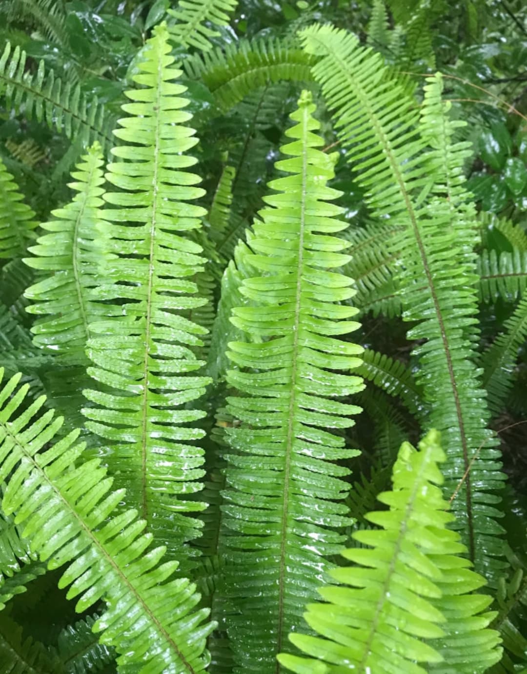 Boston Fern Live Plants With Roots Evergreen Tropical Garden - Etsy