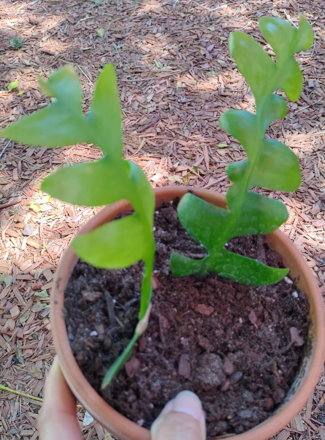 Epiphyllum Selenicereus Chrysocardium Shark's Tooth Rare Fern Cactus ...