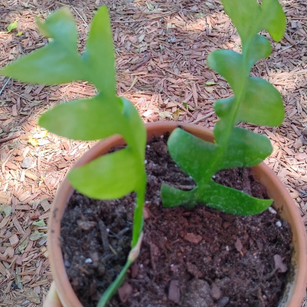 Fern Leaf Cactus - Etsy