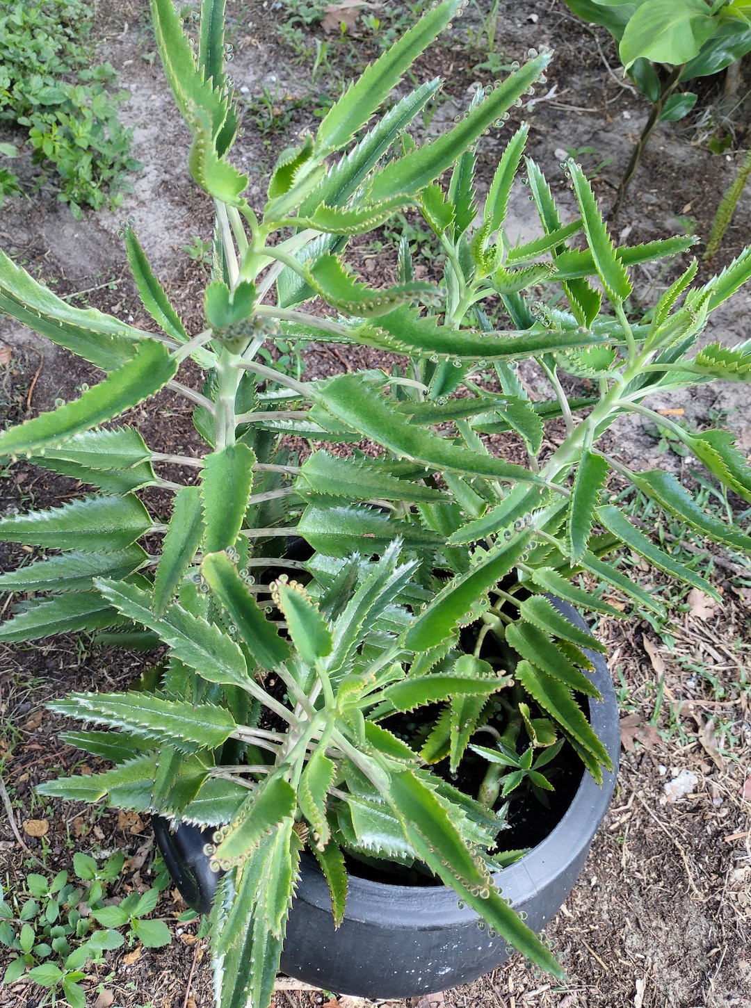 Daigremontiana Kalanchoe Mother of Millions Thousands Succulent ...