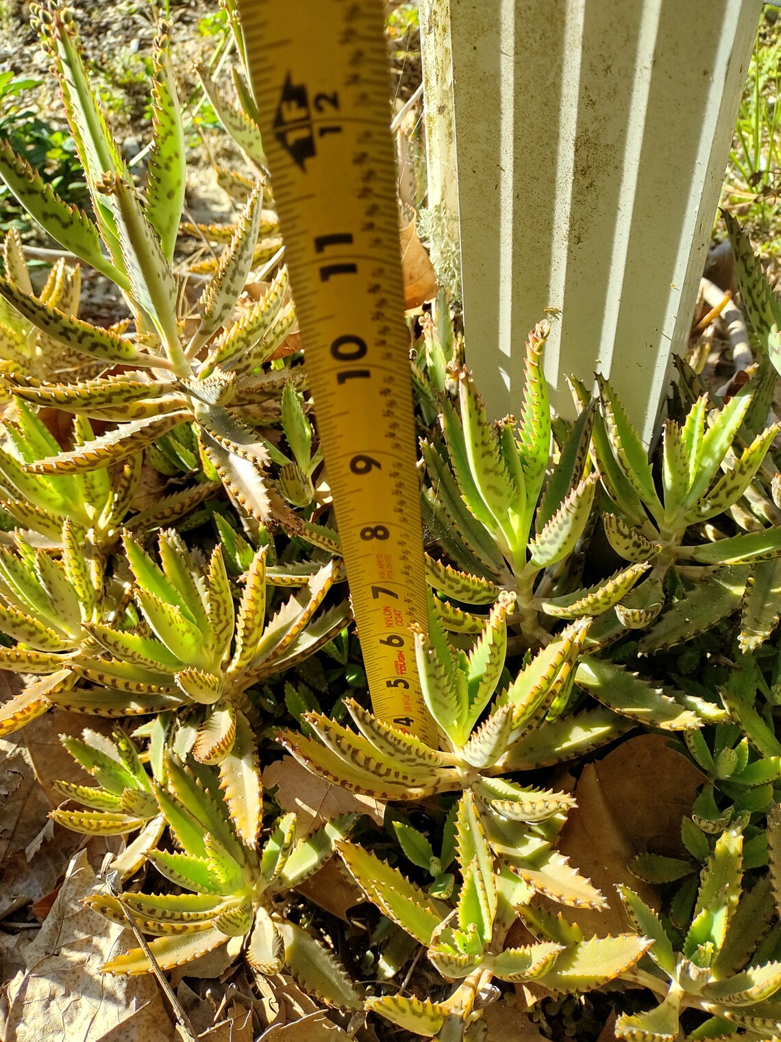Daigremontiana Kalanchoe Mother of Millions Thousands Succulent ...