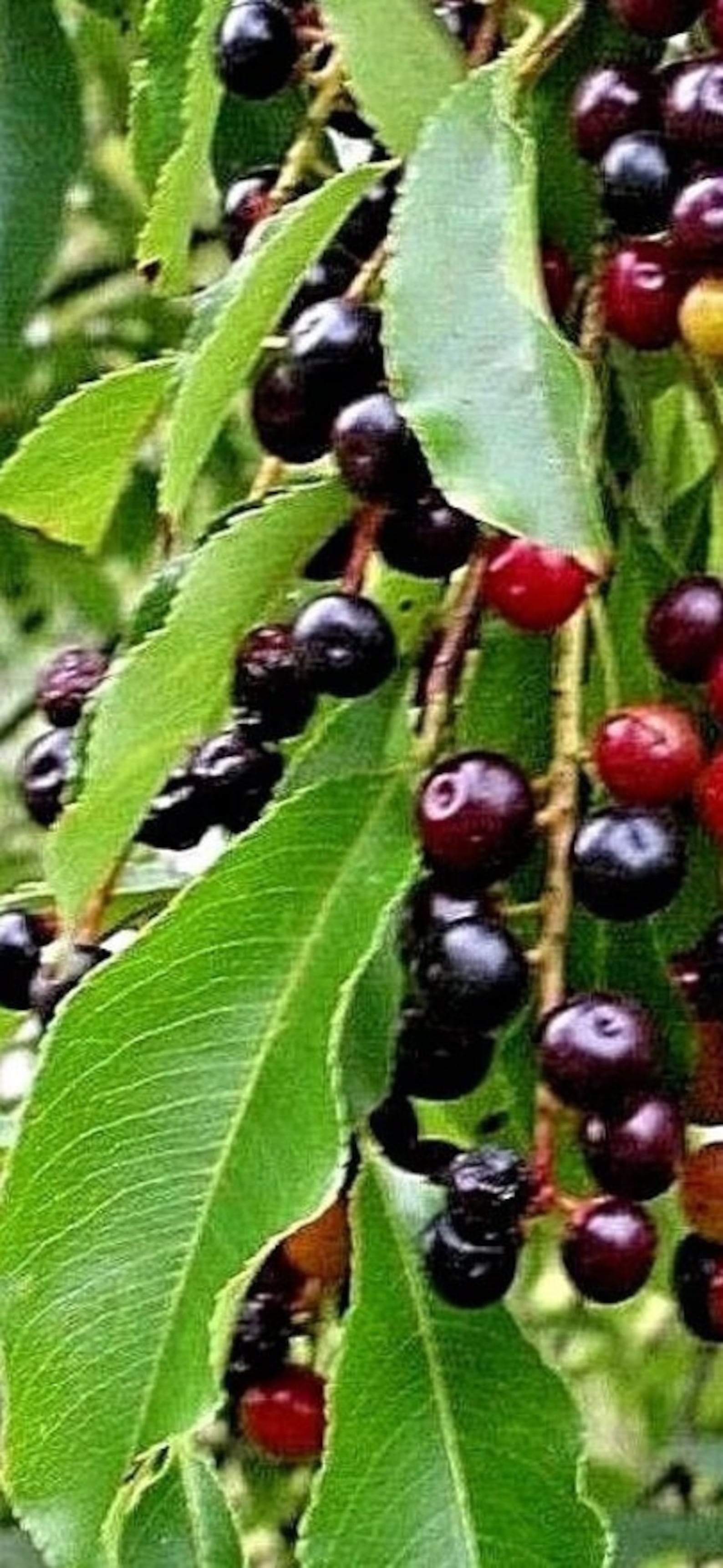 Prunus Serotina Wild Black Cherry Tree Edible Fruits Hardy Fast Growing ...