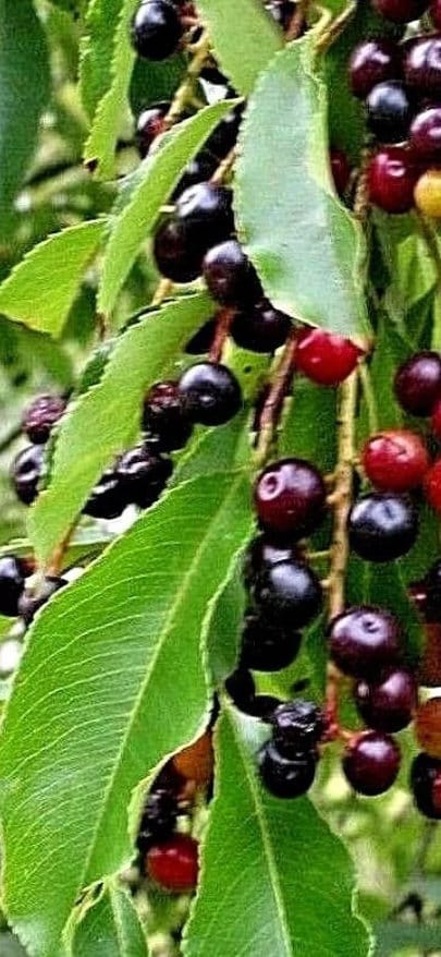Prunus Serotina Wild Black Cherry Tree Edible Fruits Hardy Fast Growing ...