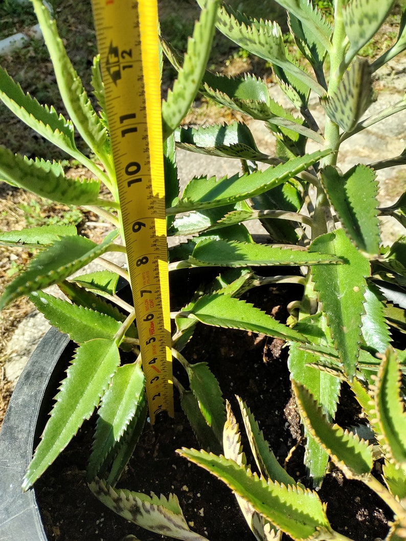 Daigremontiana Kalanchoe Mother of Millions Thousands Succulent ...