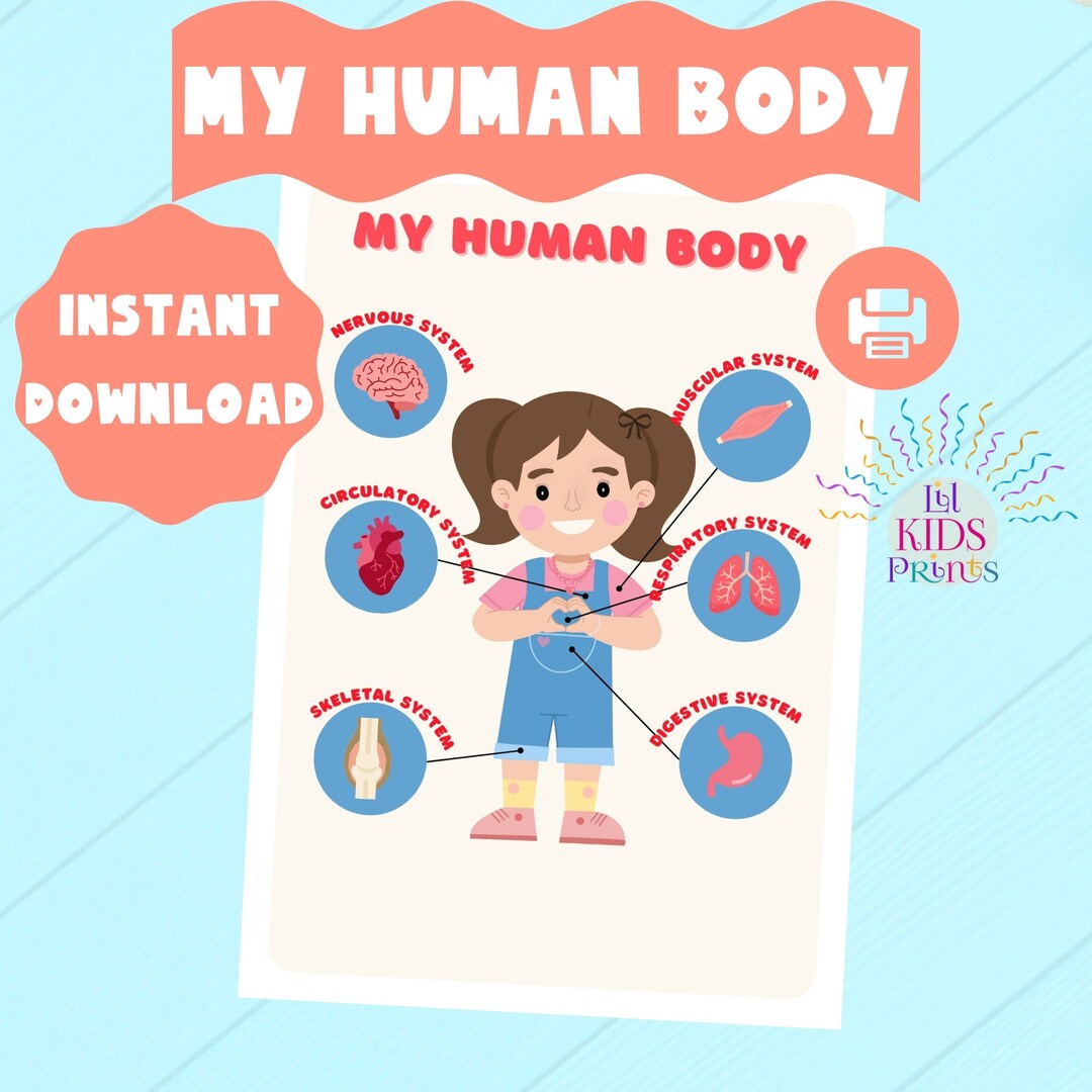 Educational Sheet. Internal Human Body Parts for Young Child. Worksheet ...