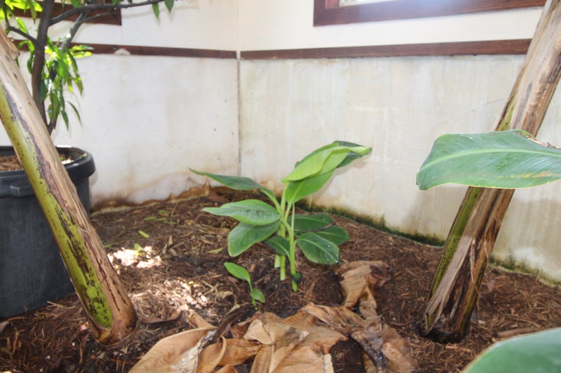 Banana Tree - Etsy