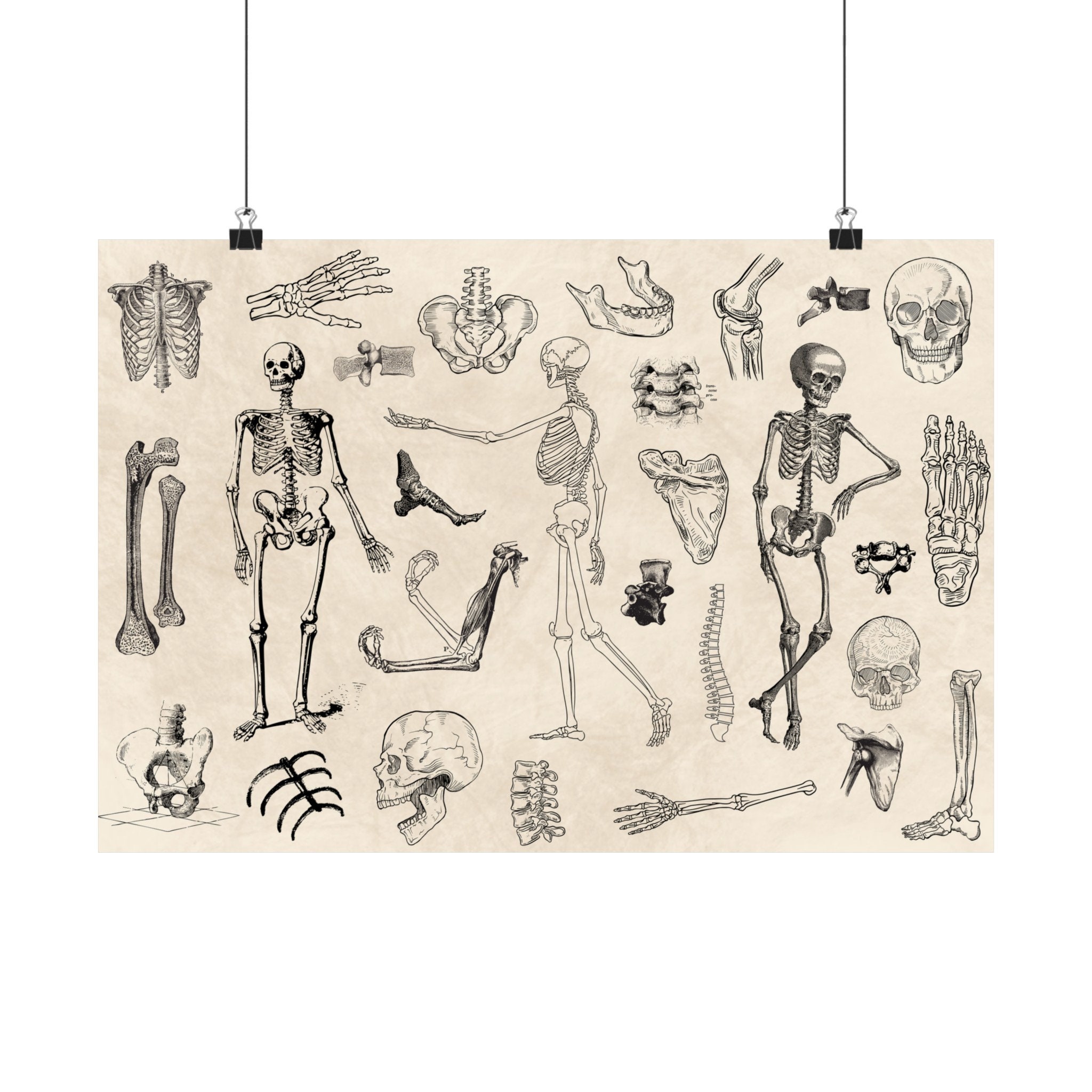 Vintage Skeleton Posters. Medical Graduation Gift. Office Decor ...