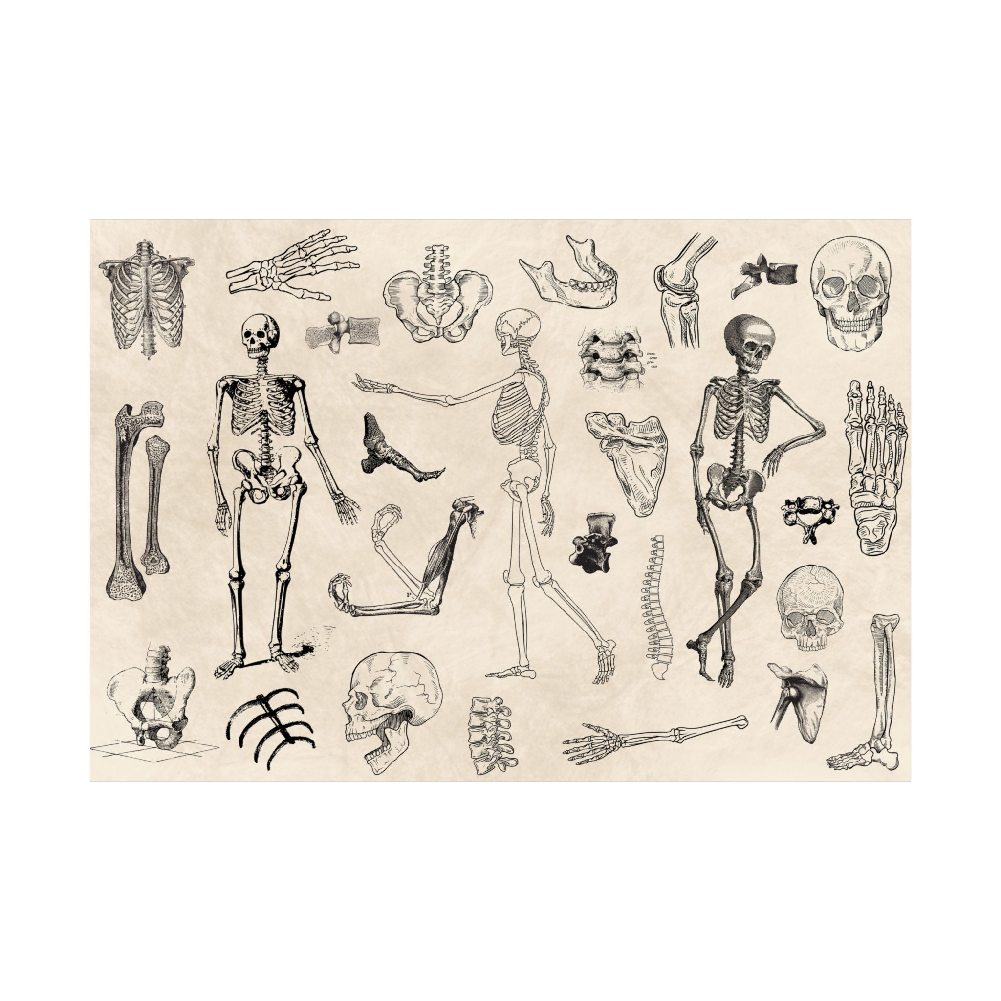 Vintage Skeleton Posters. Medical Graduation Gift. Office Decor ...