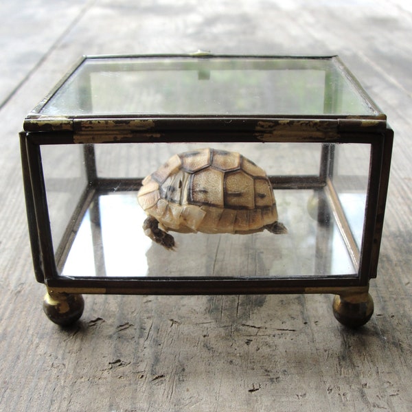 Taxidermy Tortoise - Etsy