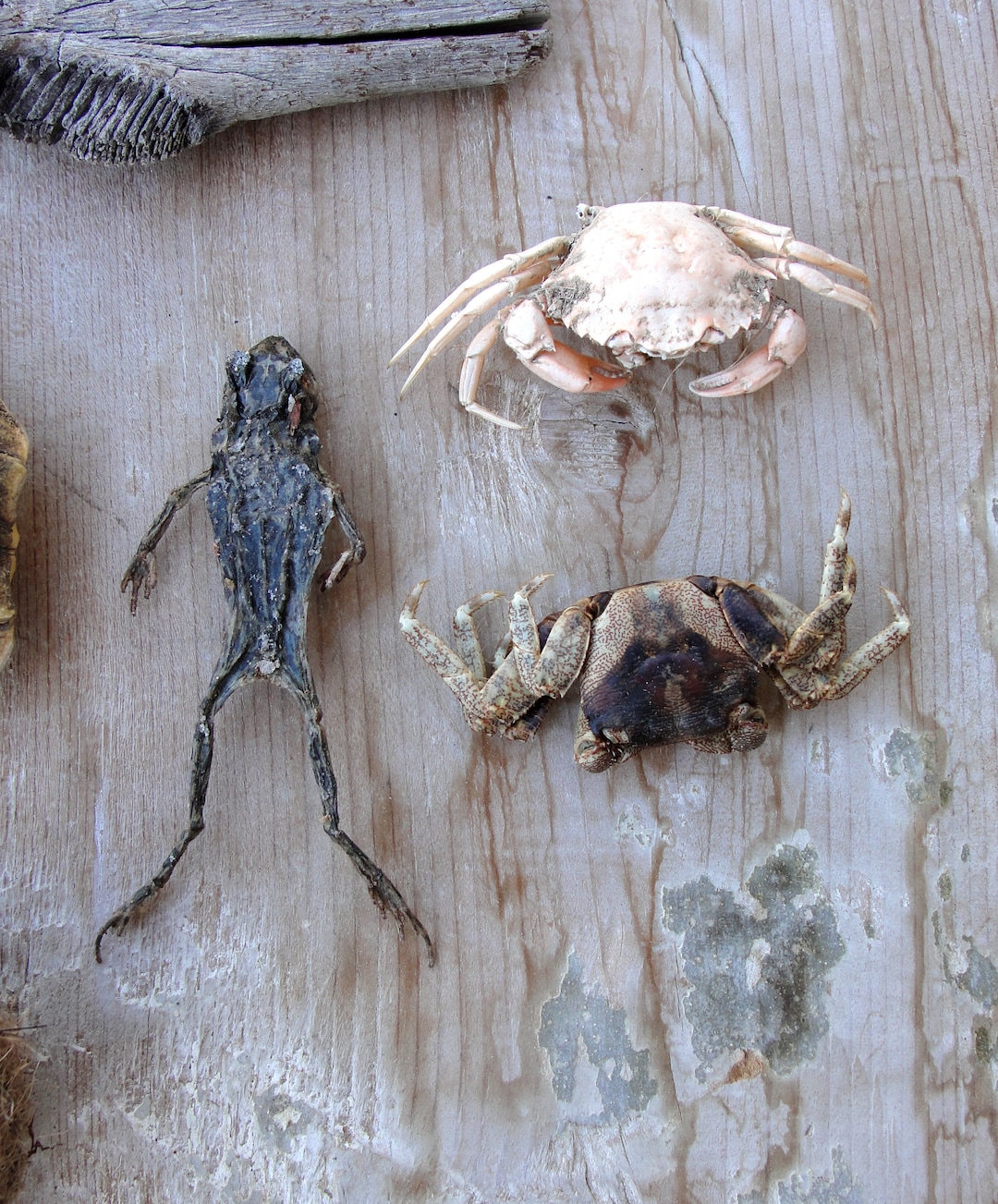 Instant Curio Collection, Dried Frog, Crabs, Tortoise, Palmtree ...
