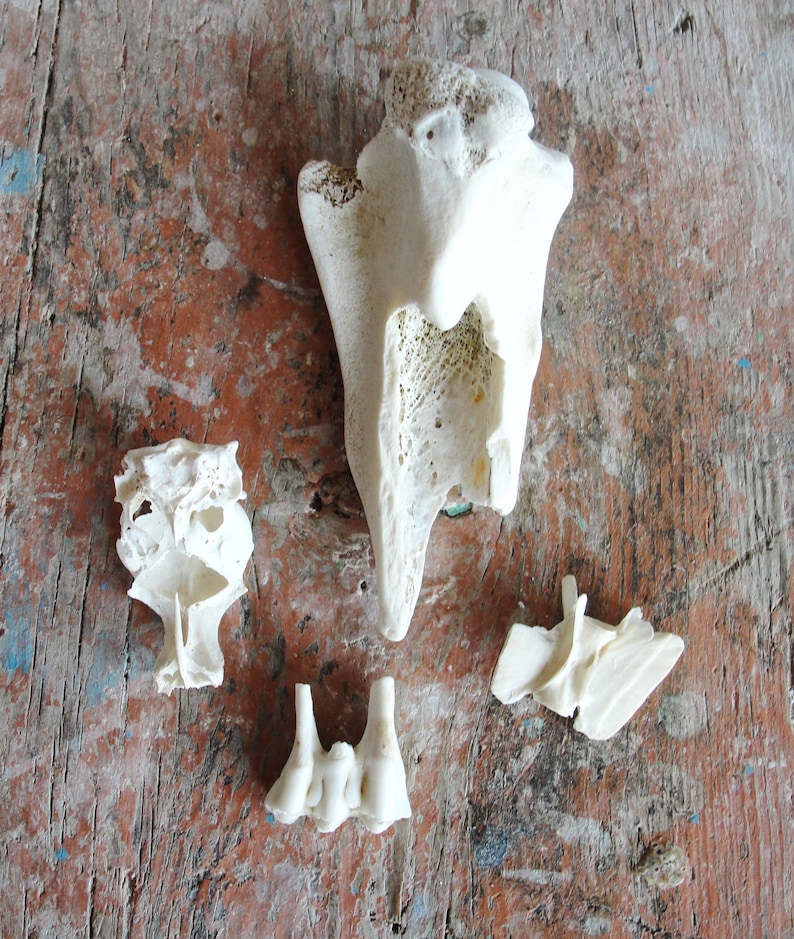 Instant Bone Collection Seagull Skull Teeth Curiosities - Etsy
