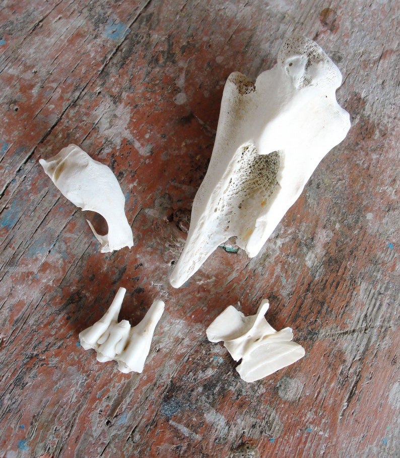 Instant Bone Collection Seagull Skull Teeth Curiosities - Etsy