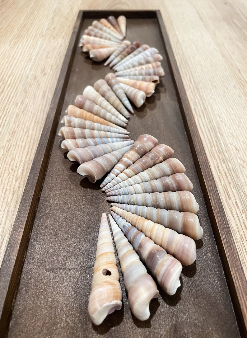 Handmade Turritella Seashell Art on Wood Plank. 18.2x5x0.6 - Etsy